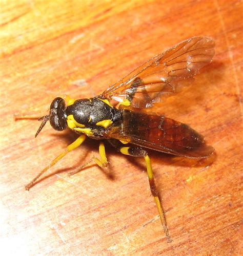 Syrphidae 05a Xylomya Parens BugGuide Net
