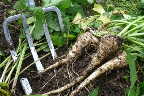 How To Grow Parsnip Better Homes And Gardens