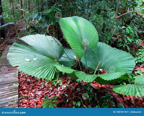 The Diversity Of Malaysia`s Nature Stock Image Image Of Malaysias