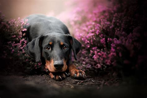 Plants Mammals Dog Animals Flowers Hd Wallpaper