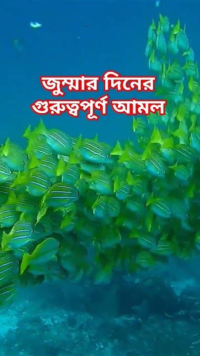 জুম্মার দিনের গুরুত্বপূর্ণ আমল Shorts Islamicvideo Ytshorts