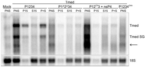 In Vitro Activity Of Replication Complexes Formed By Expressing