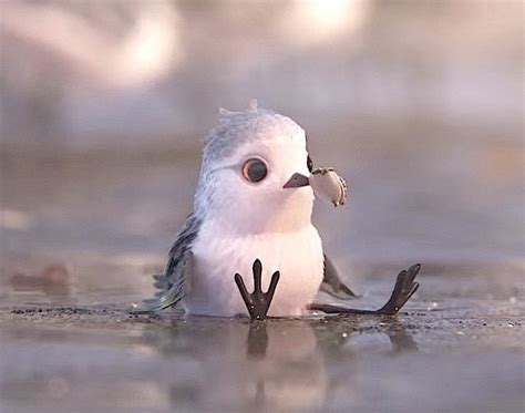 “piper” The Sanderling The Ultimate Chick Flick Rolling Harbour
