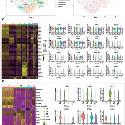 Expression Heterogeneity Of Cd8⁺ And Cd4⁺ T Cells In The Oscc