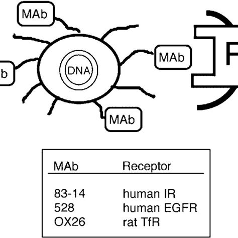 Plasmid DNA Is Encapsulated In The Interior Of A Pegylated Download Scientific Diagram