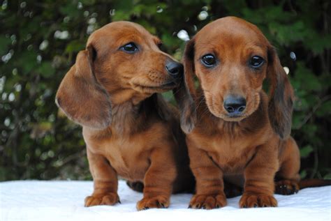 Dachshund Puppies For Sale Crystal Mi 313882 Petzlover