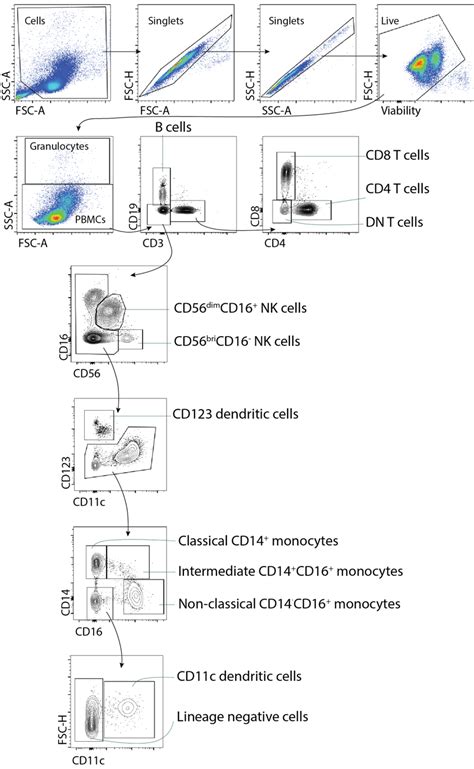 3 schematic showing phenotype panel gating strategy gating strategy