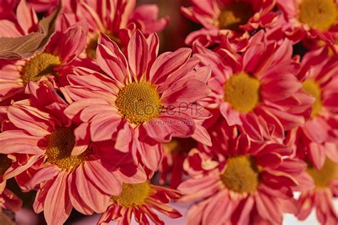 자홍색 배경 꽃 작은 데이지 사진 무료 다운로드 Lovepik