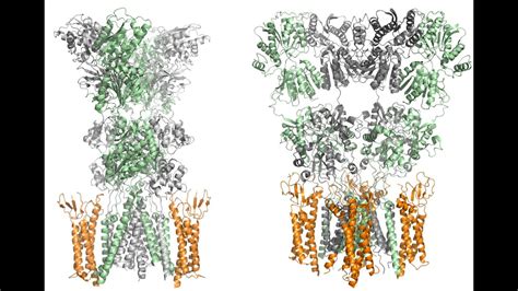 Nanoscale Dynamics Of The Ampa Receptor Signalling Complex Youtube