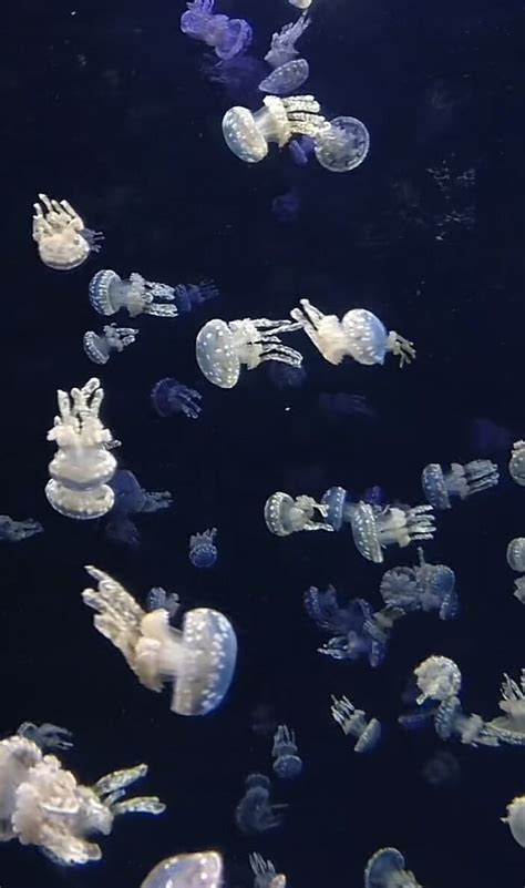 5 Unbelievable Animals You Wont Believe Actually Exist Manifest Life Now