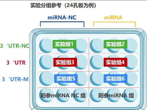 双荧光素酶报告实验详细步骤解析
