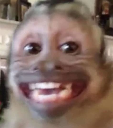 Pin By Roc O Layla Medina Vega On Mi Vida A Trav S De Memes Funny Monkey Pictures Monkey