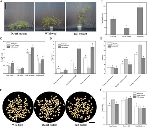 Comparison Of Phenotypic Characteristics Among The S Davidii Dwarf
