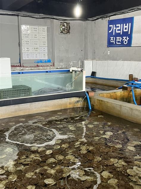 고성 맛집 형제수산 가리비 직판장 청간 가리비 구이 네이버 블로그