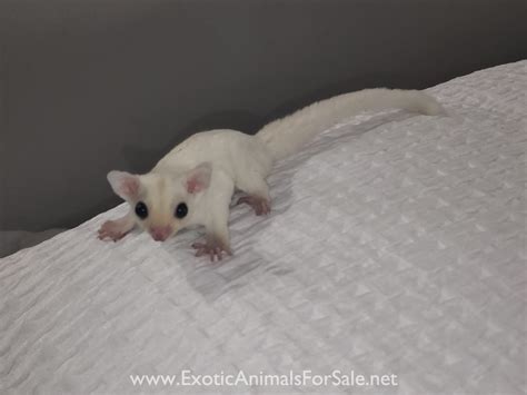 Platinum Sugar Glider