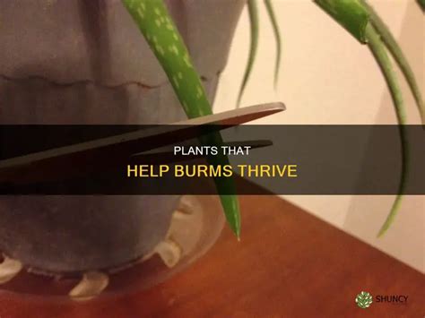 Plants That Help Burms Thrive Shuncy