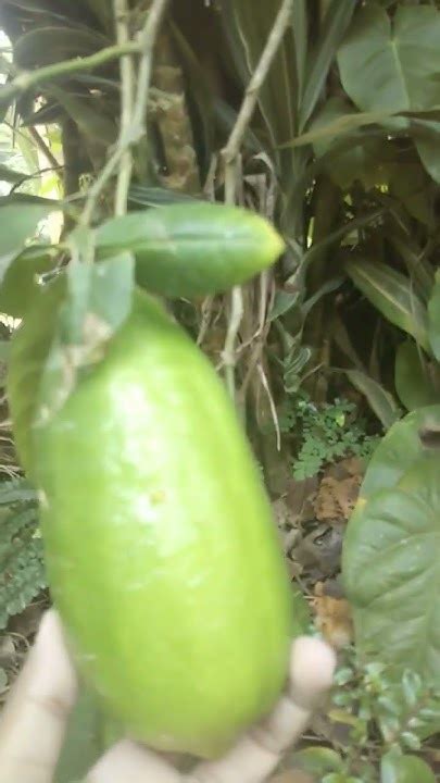 මම නම් ලඟට යනකම්ම හිතුවේ කොලයක් කියලා Nature Srilanka Shorts Youtube