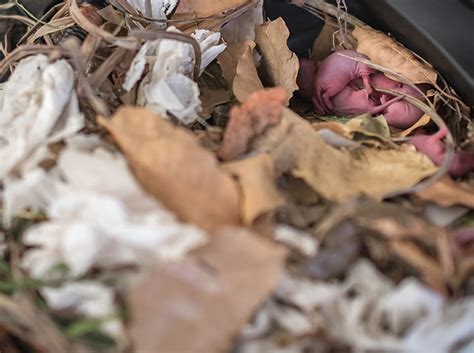How To Find A Mouse Nest In Your Midwest Home