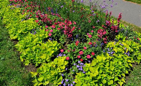 Perennial Plants For Cutting Garden At Debra Cunningham Blog
