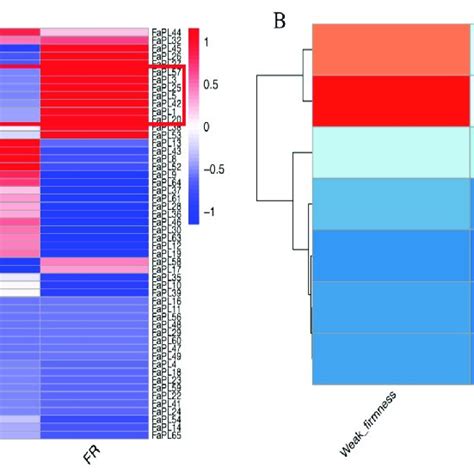 Heat Maps Showing The Transcriptome Based Expression Of FaPLs A The
