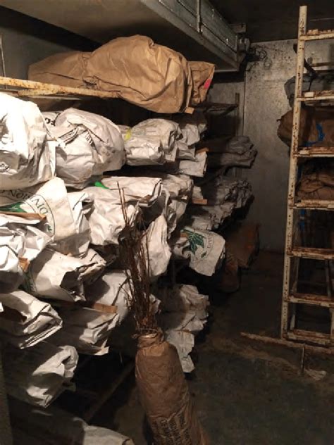 Tree Seedlings In Cold Storage Seedlings Should Be Kept In Cold Download Scientific Diagram