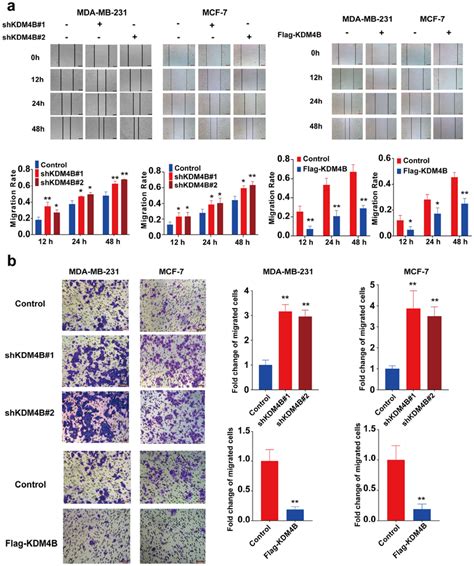 Effect Of Kdm4b On The Migration In Mcf 7 And Mda Mb 231 Cells A Wound