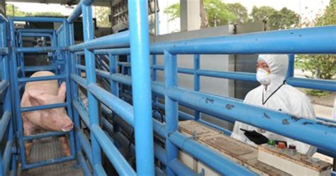 元朗新田豬場檢出非洲豬瘟 本周開始銷毀約1100頭豬隻