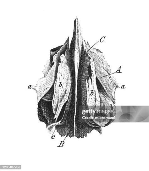 Diagram Of Human Skull Photos And Premium High Res Pictures Getty Images