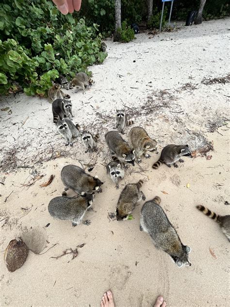 Raccoon Island Tour