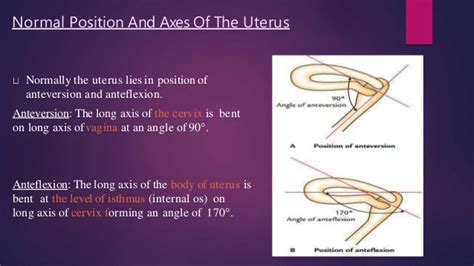 Anatomy Of Uterus And Appendages
