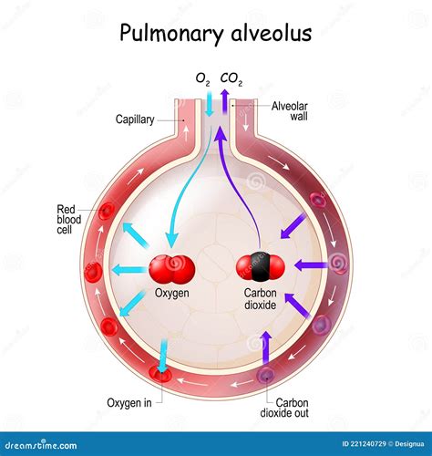 Alveolus Gas Exchange Vector Illustration CartoonDealer 48200122