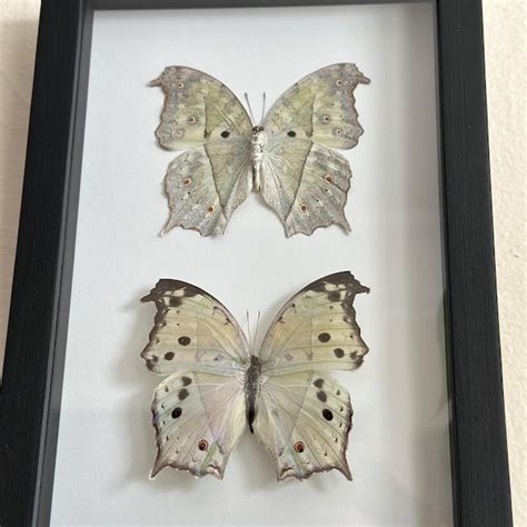 Real Framed Luna Moth Actias Luna Museum Taxidermy Vibrant White