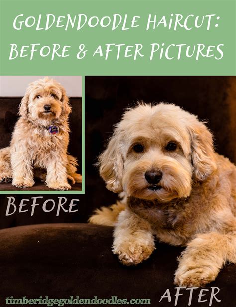 Awesome Goldendoodle Haircut Pictures Love Seeing The Beforeafter