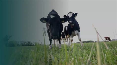 Malcolm H On Linkedin Why Do We Choose Milk