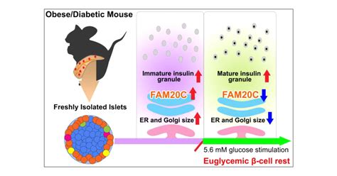 Proteomic Analysis Of Restored Insulin Production And Trafficking In