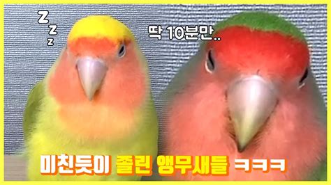 [귀여운 앵무새] 졸리면 그냥 자라고 ㅋㅋㅋㅋㅋ 미친듯이 졸음이 쏟아지는 귀여운 앵무새들 Youtube
