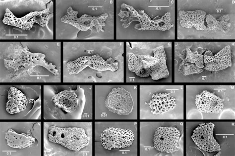 Examples Of Internal Morphology Of Postlarvae And Paedomorphic Adults