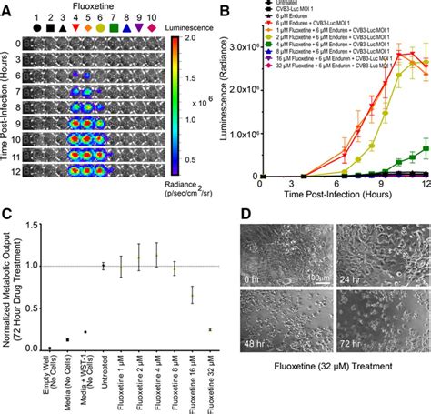 Human Induced Pluripotent Stem CellDerived Cardiomyocytes As An In