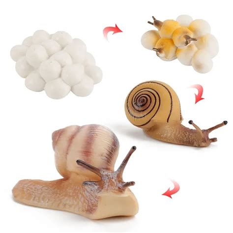 Growth Cycle Mantis Grasshopper Life Cycle Model Simulation Snail