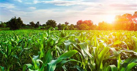 The Role Of Bioenergy With Carbon Capture And Storage Beccs In Reducing Emissions Verde