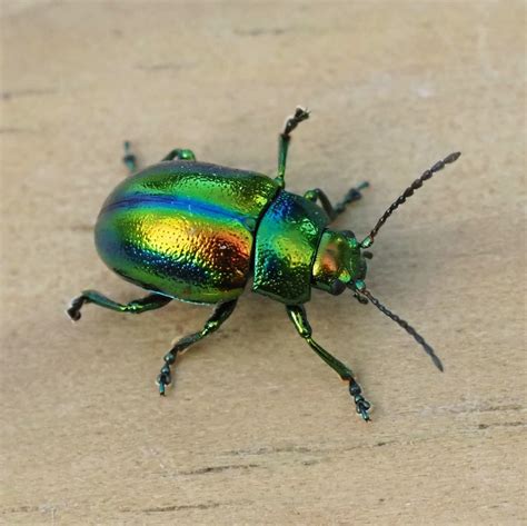 Dead Nettle Leaf Beetle Naturespot