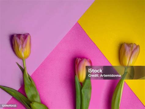 黄色とピンクの背景に美しいピンクのチューリップ お祝いのストックフォトや画像を多数ご用意 お祝い まぶしい カラフル Istock