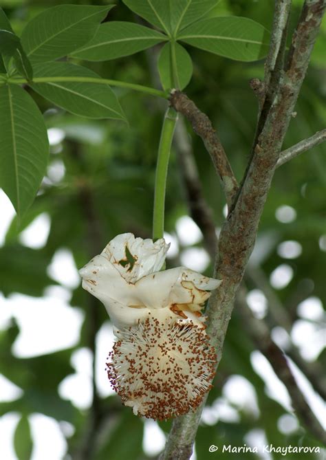 Trees of Tropical Asia - Adansonia