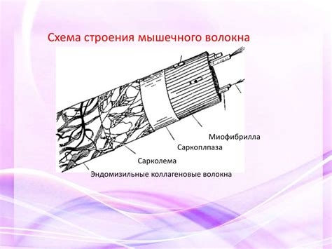 Подготовка и приготовление полуфабрикатов из мяса и мясных продуктов