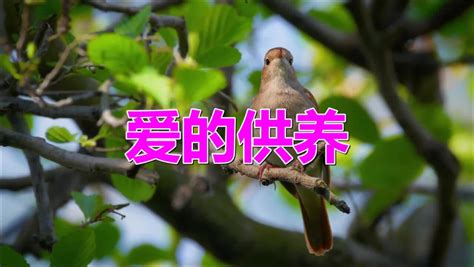 爱的供养杨幂原唱歌曲搜狗百科
