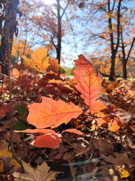 Premium Photo Red Oak Leaves On Background Of Young Oak Sprouts Brown