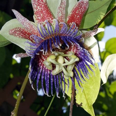 Passion Flower Seeds Etsy