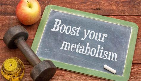 ¿qué Es El Metabolismo Websmbook
