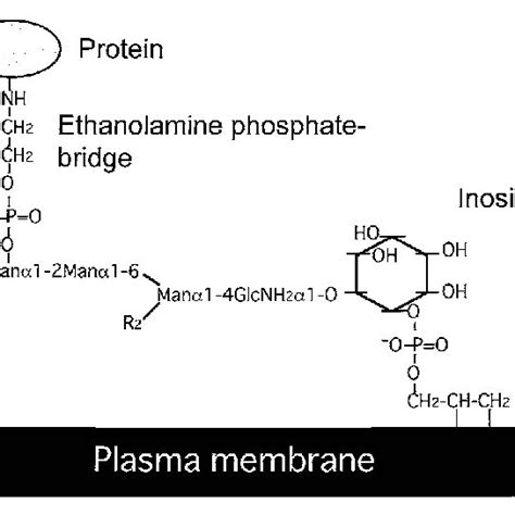 Schematic Illustration Of Gpi Anchor An Anchored Protein Is Released