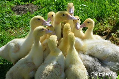 为什么鸭子的羽毛不湿？ 理由是什么？ 知乎